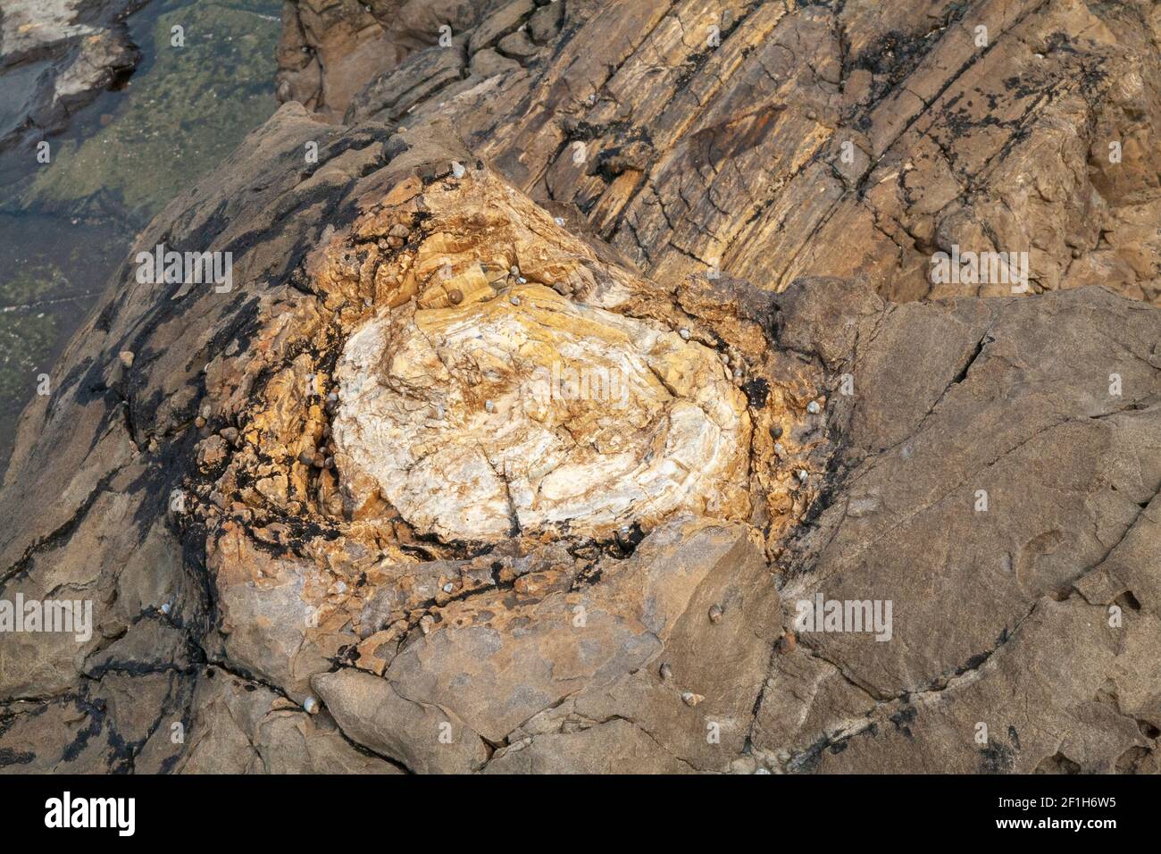 Jurrasic era tree hi-res stock photography and images - Alamy