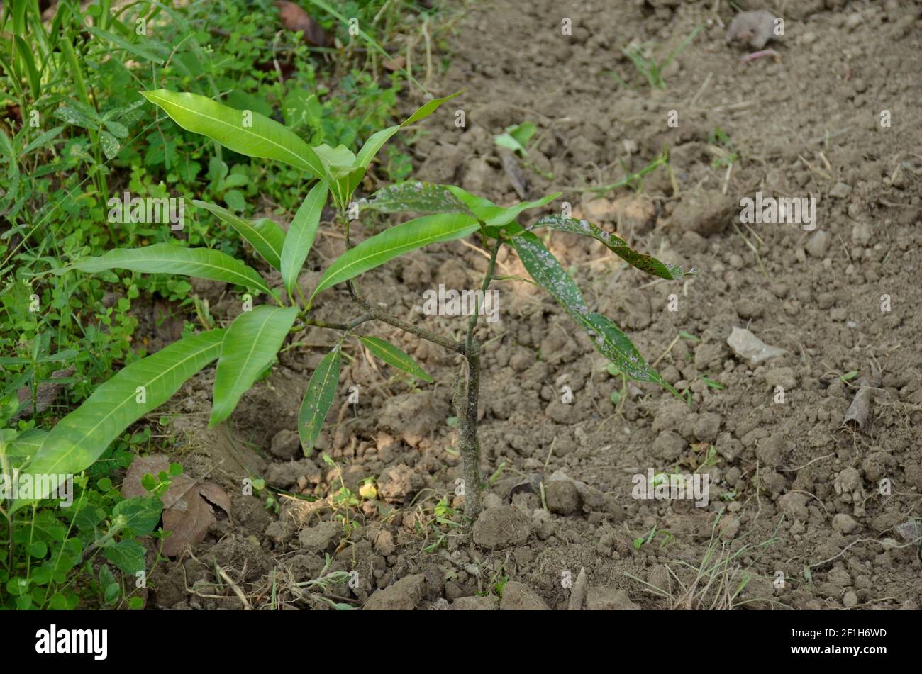 Mango seedling plant hi-res stock photography and images - Alamy