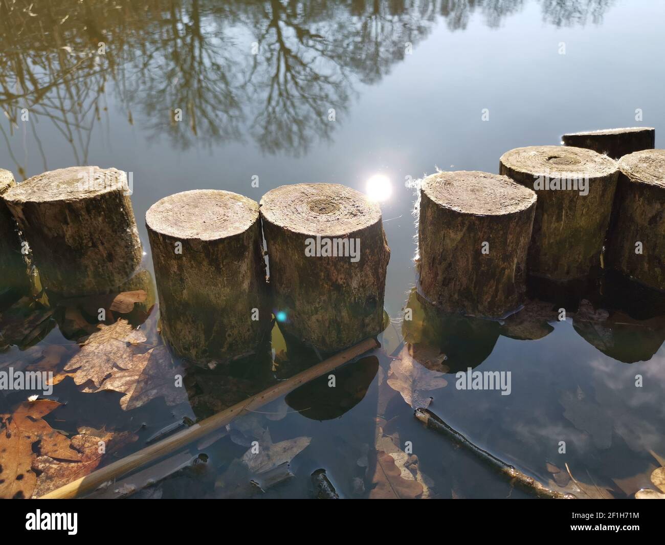A closeup of stumps in the lake with fallen leaves Stock Photo - Alamy