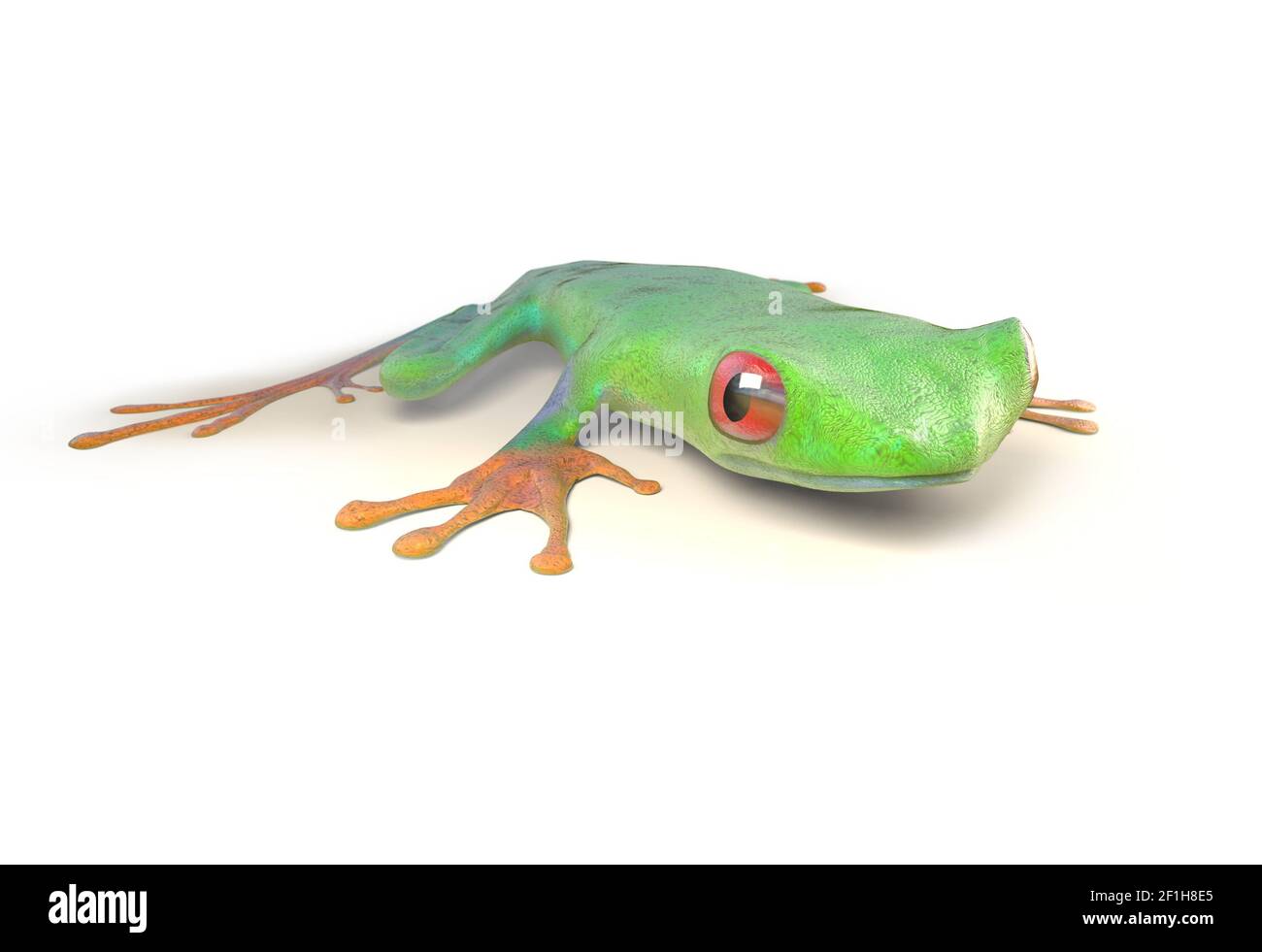 Red eyed tree frog from tropical rainforest of Costa Rica isolated on ...