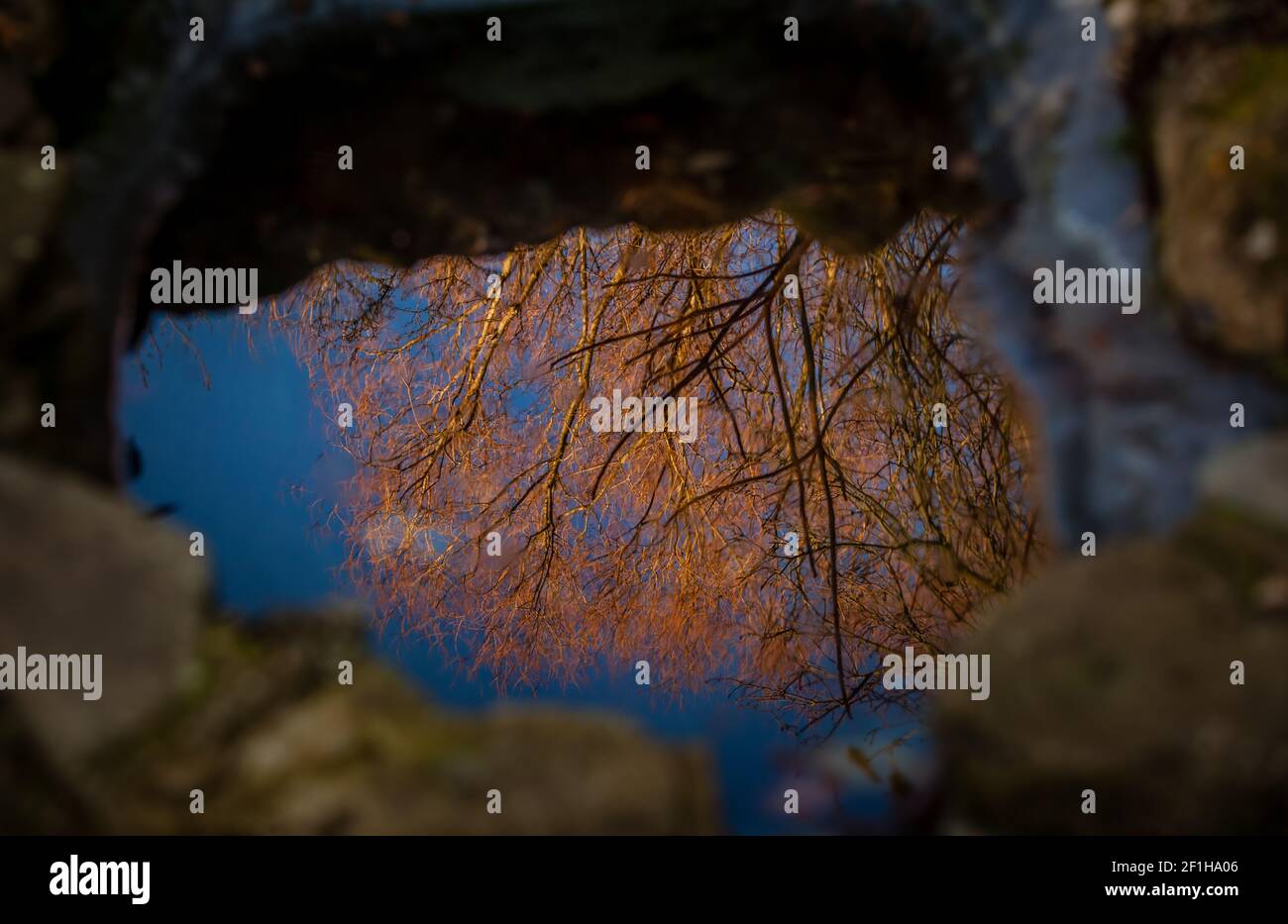 Tree reflection in a pond Stock Photo - Alamy