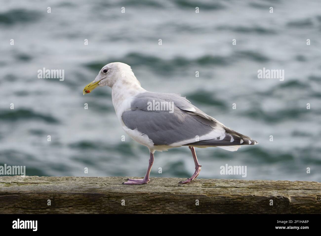 Seagull feet hi-res stock photography and images - Alamy