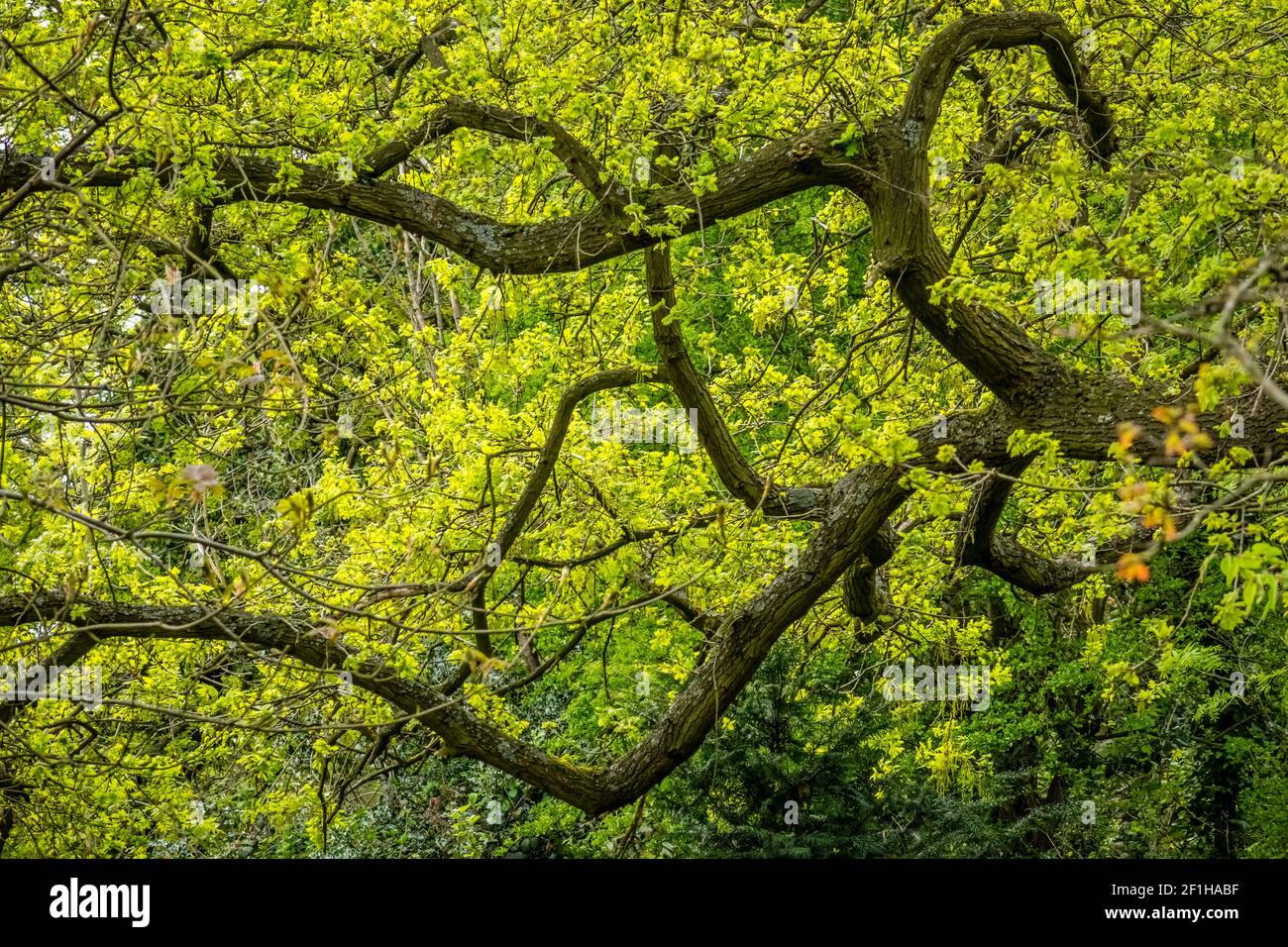 Streatham green hi-res stock photography and images - Alamy