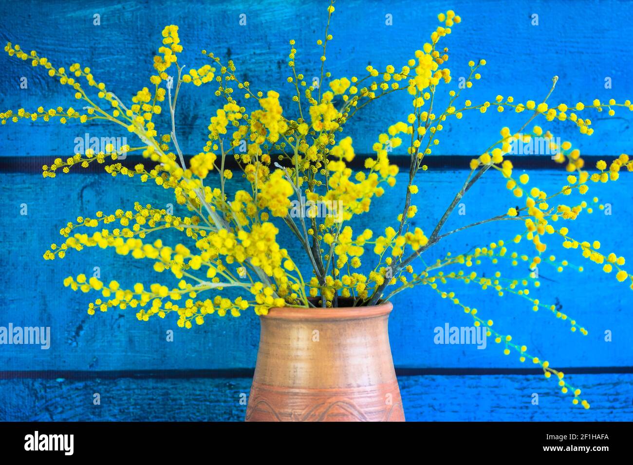 A bouquet of yellow mimosa flowers in a brown clay vase. Yellow spring ...