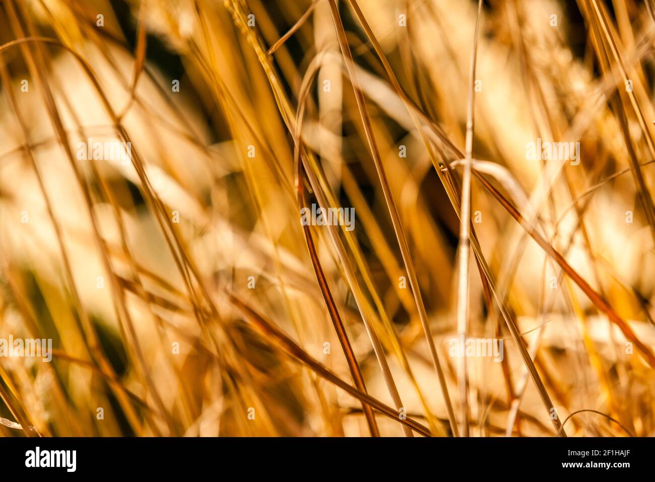 Close up bright summer sunbeams hi-res stock photography and images - Alamy