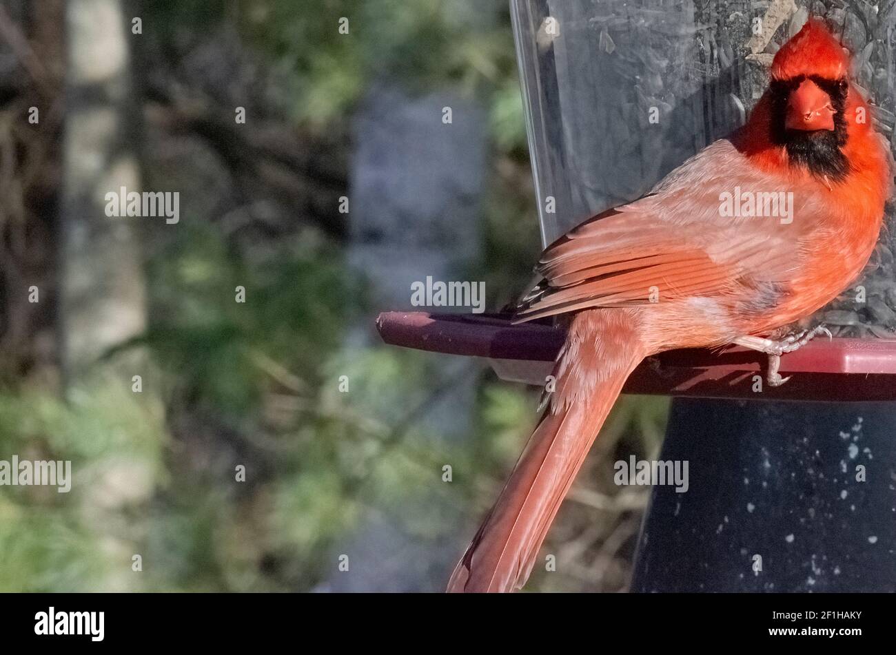 Cardinal bird cut out hi-res stock photography and images - Alamy