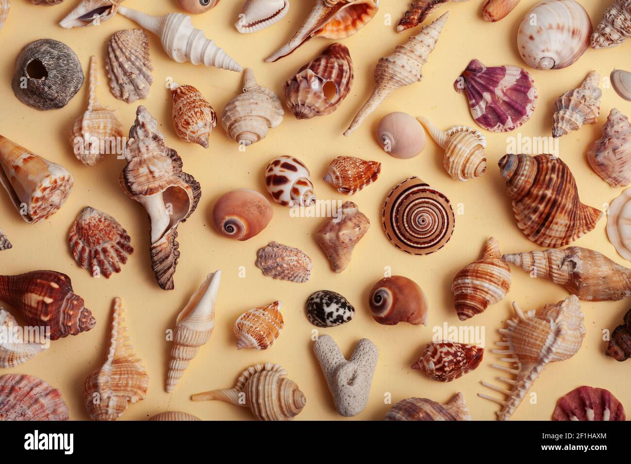 a lot of different empty sea shells on yellow background, macro details ...