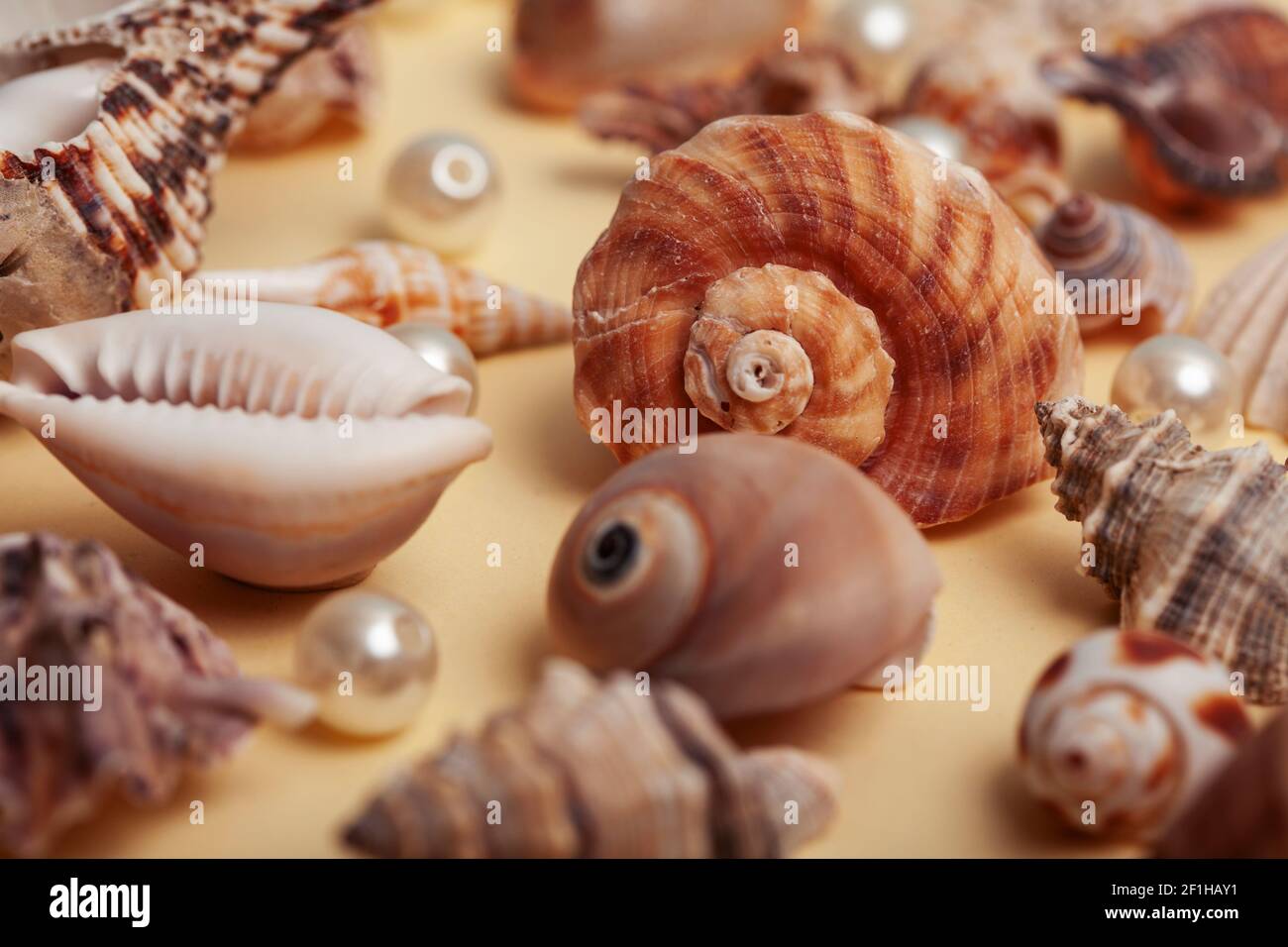 a lot of different empty sea shells on yellow background, macro details ...
