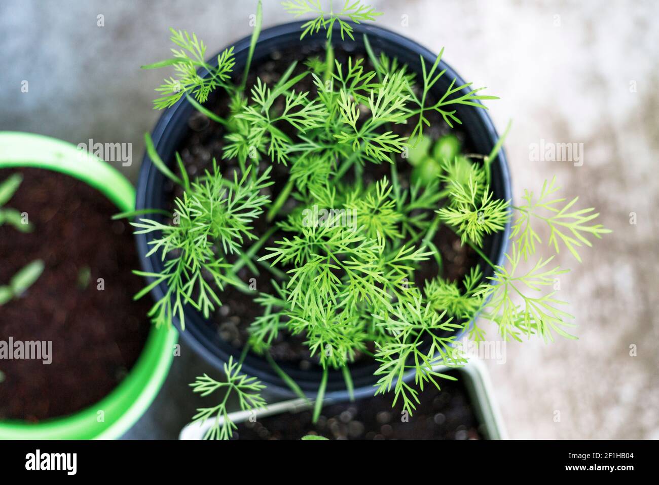 Dill growing in pot in garden or at balcony. Growing herbs at home ...