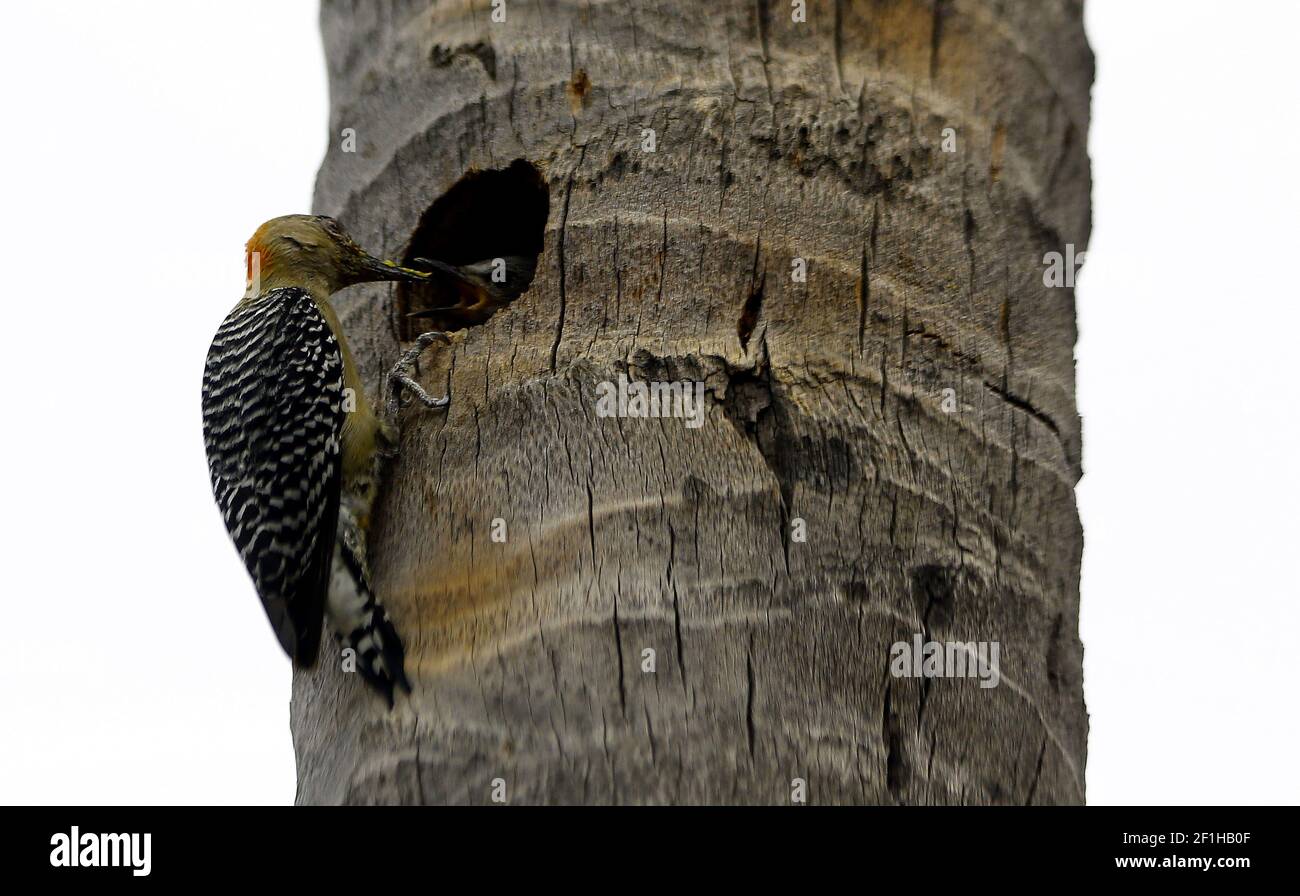 BARCELONA, Anzoategui, Venezuela. 8th Mar, 2021. March 08, 2021 ...