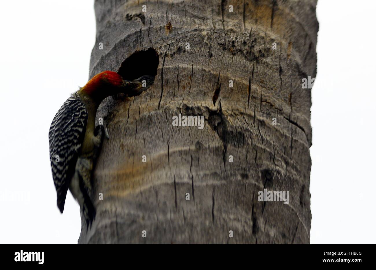 BARCELONA, Anzoategui, Venezuela. 8th Mar, 2021. March 08, 2021.- Barcelona, Anzo""tegui ...