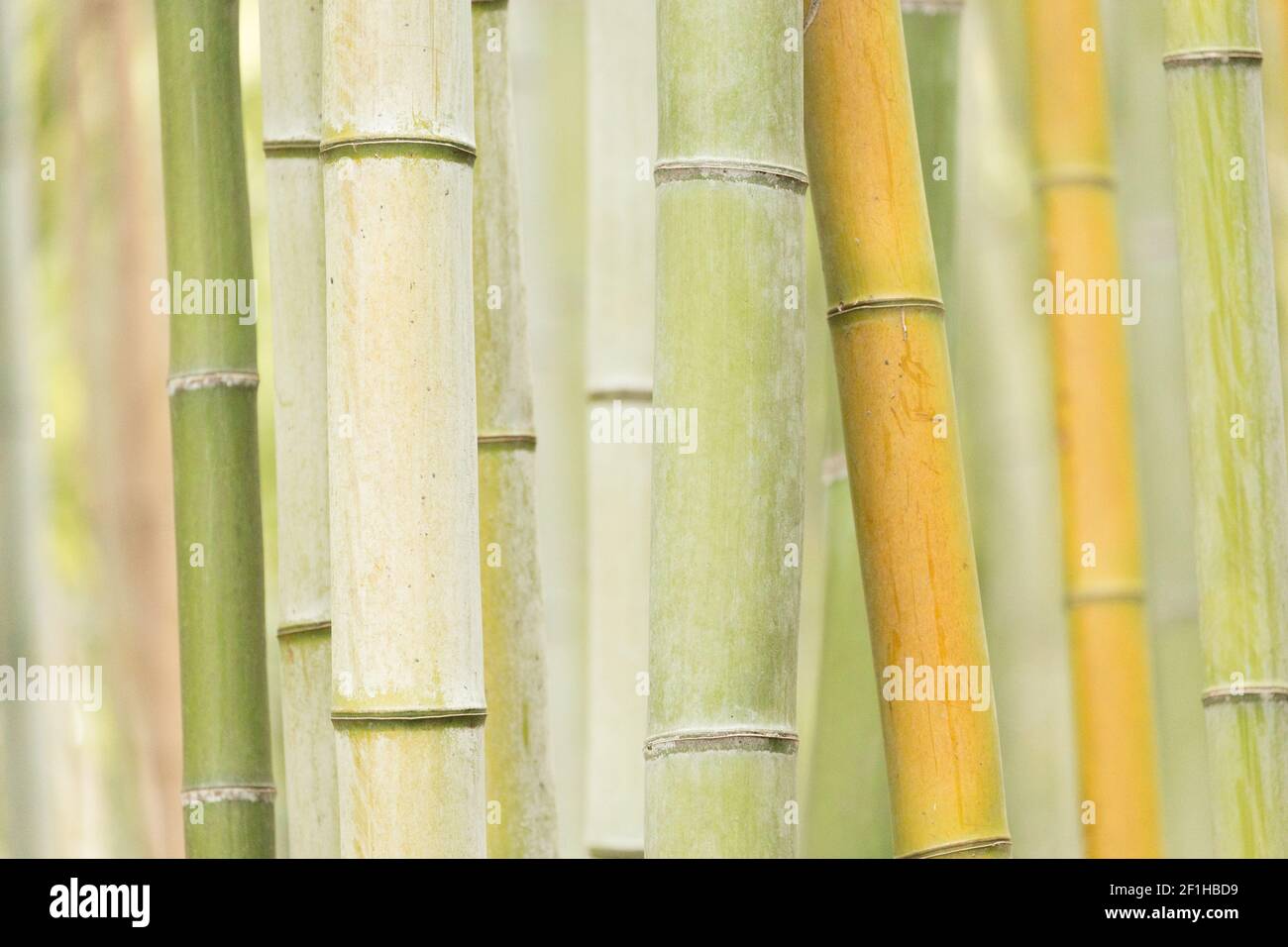 Close-Up Of Bamboo Inside Arashiyama Bamboo Grove Stock Photo - Alamy