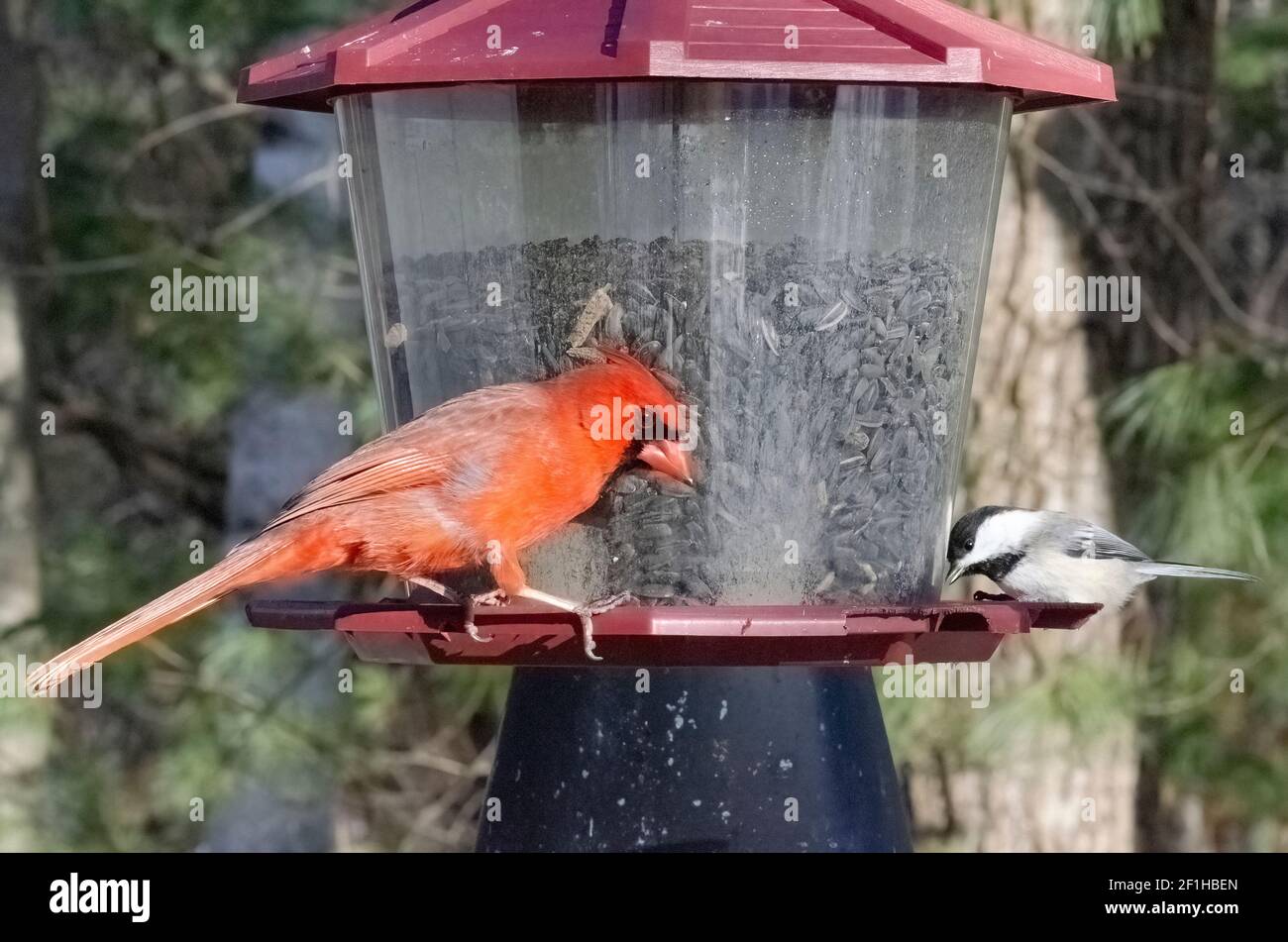 Cardinal bird cut out hi-res stock photography and images - Alamy