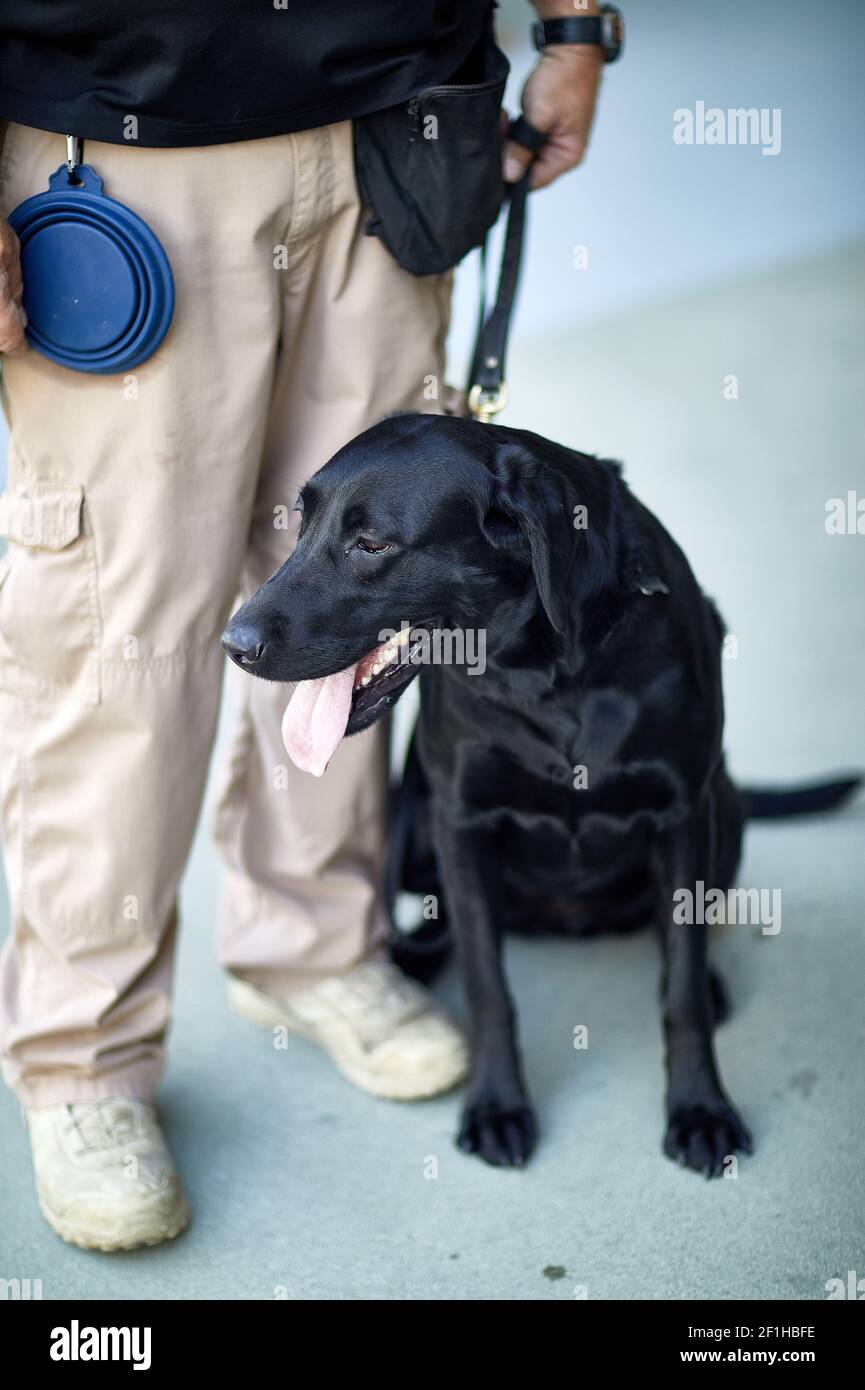 Can Labradors Be Drug Sniffing Dogs