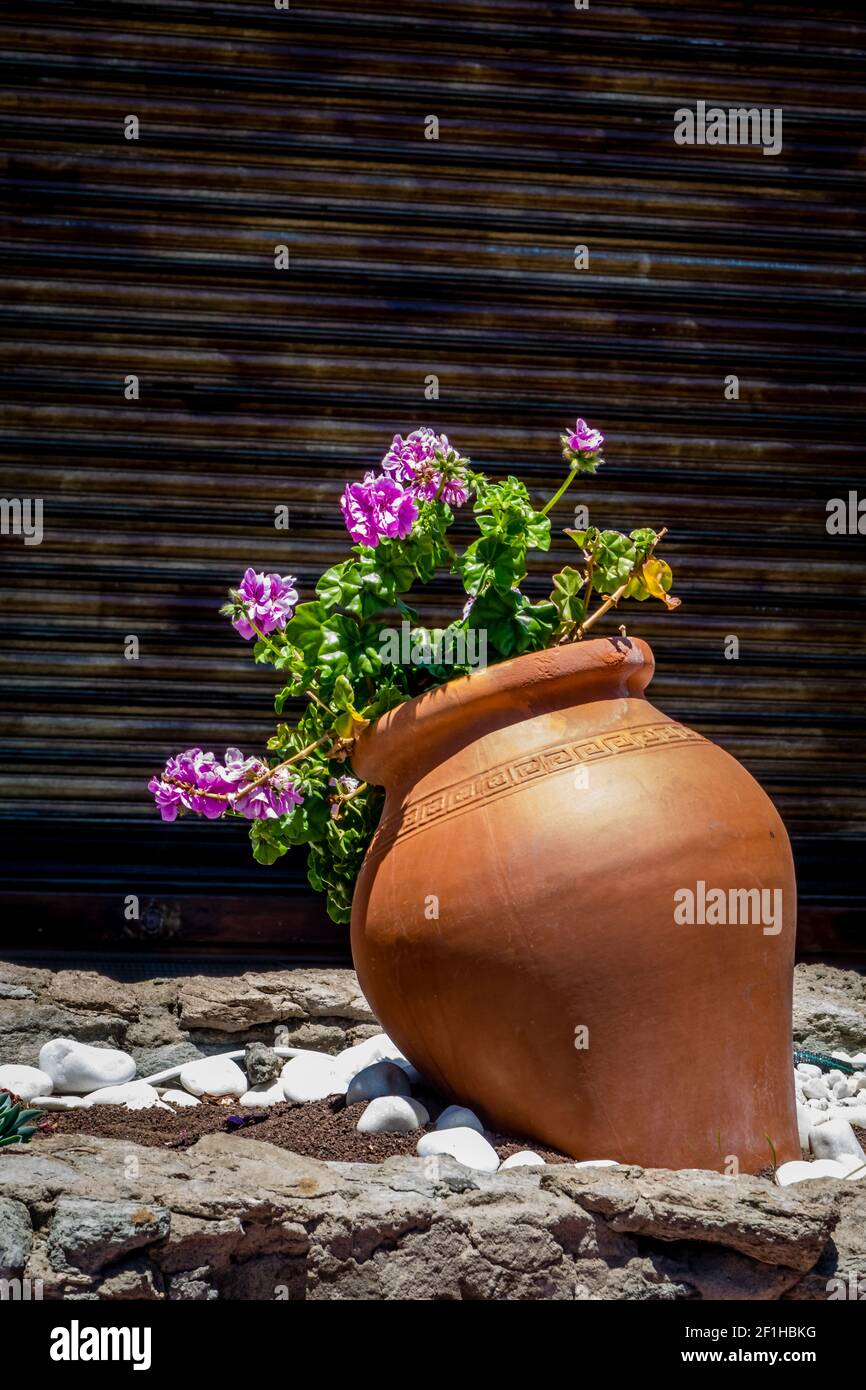Large flower pot hi-res stock photography and images - Alamy