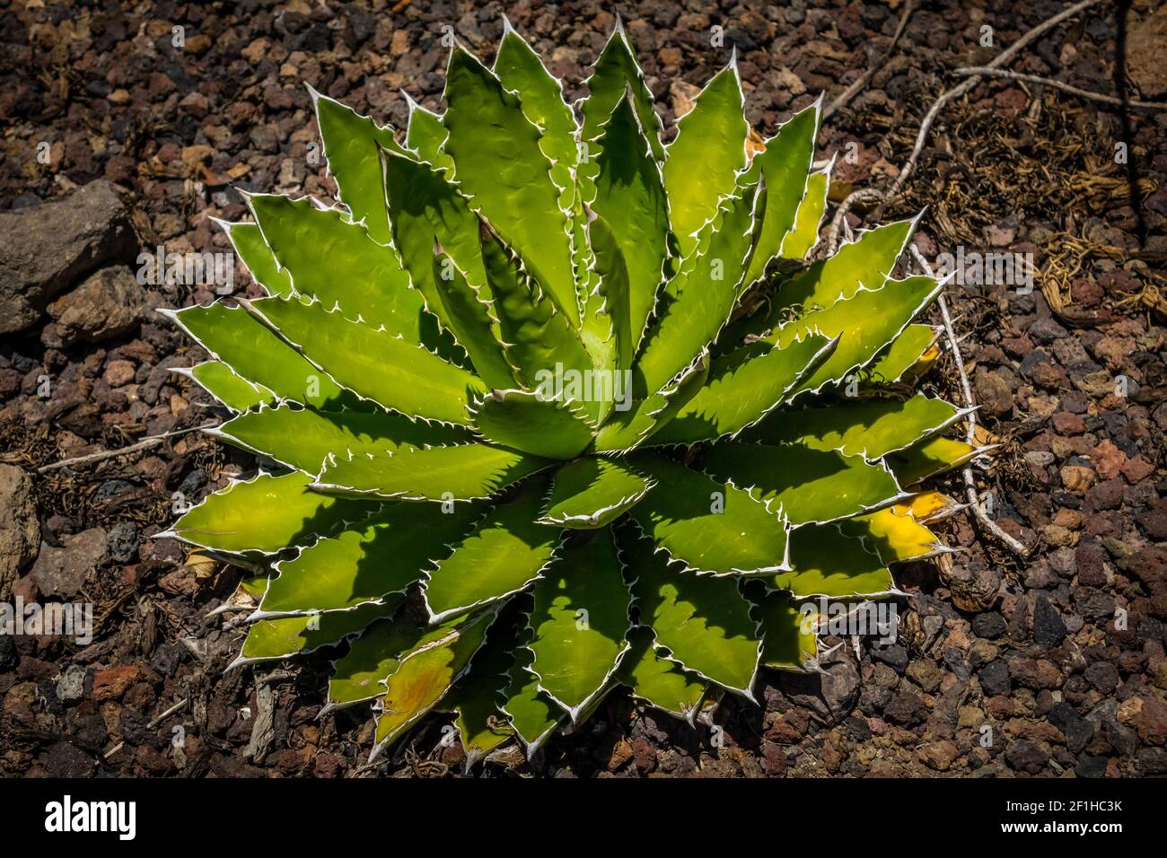 Tropical Cactus in Canaries Stock Photo - Alamy