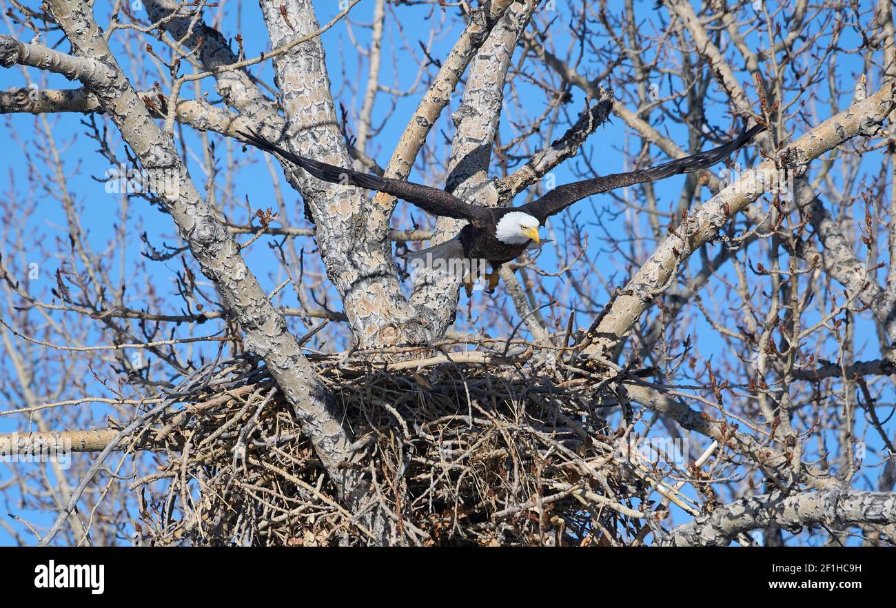 Bald eagle (Haliaeetus leucocephalus) takes off from nest, Calgary ...