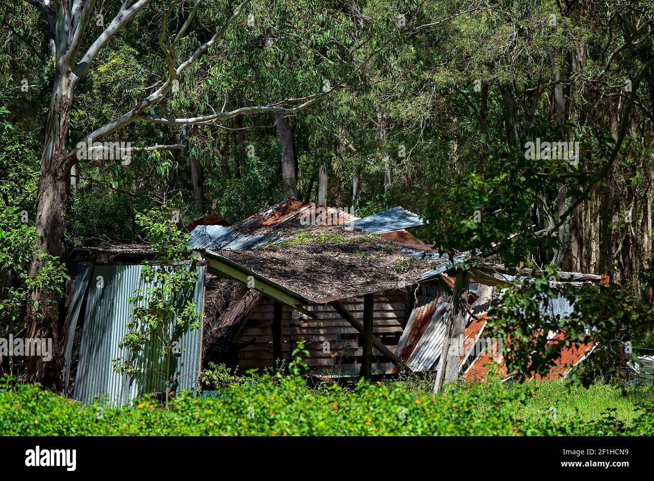 An old abandoned shack collapsing with age and decay amongst the trees ...