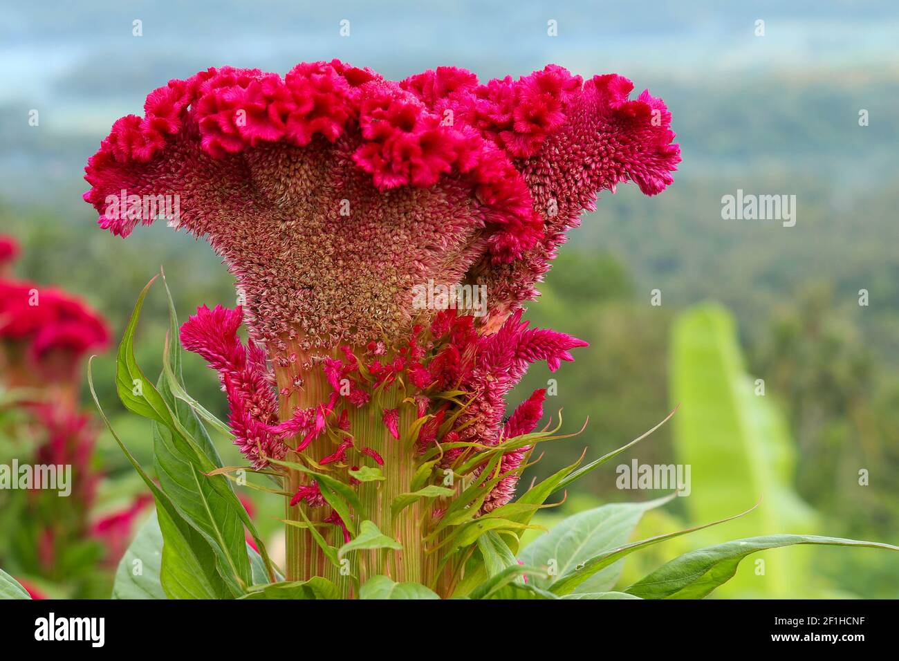 Close up of magenta cockscomb flower Celosia Cristata Stock Photo - Alamy