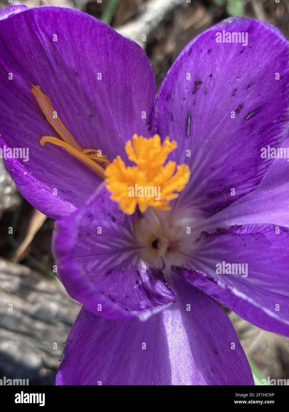 A vertical shot of a purple crocus on a blurred background Stock Photo ...