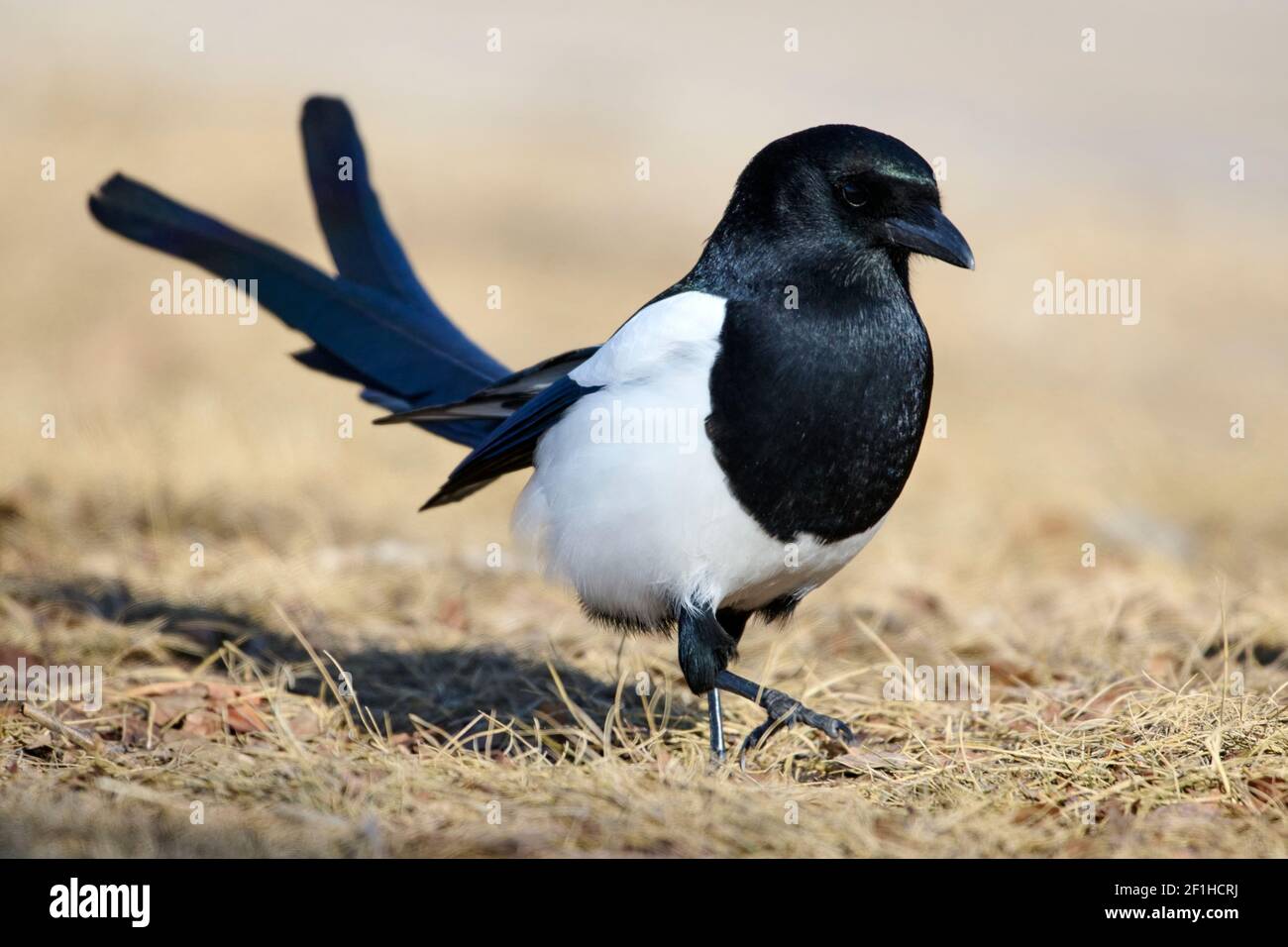 Black-billed magpie (Pica pica), Calgary, Inglewood Bird Sanctuary ...