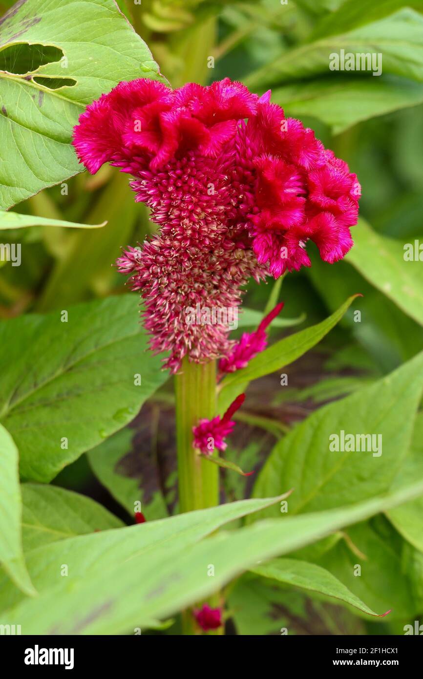 Celosia Cristata Cockscomb High Resolution Stock Photography and Images ...