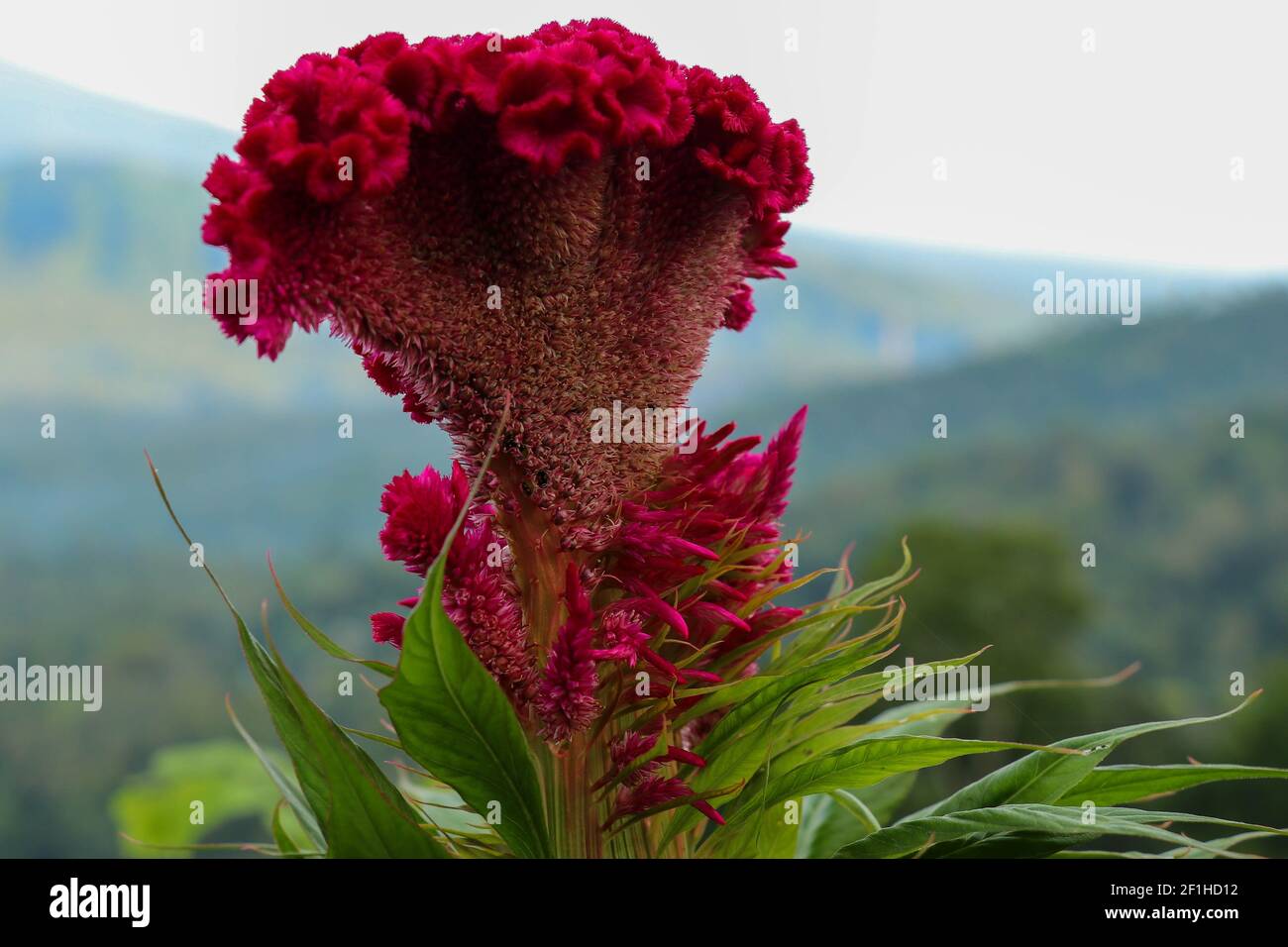 Celosia Cristata Cockscomb High Resolution Stock Photography and Images ...