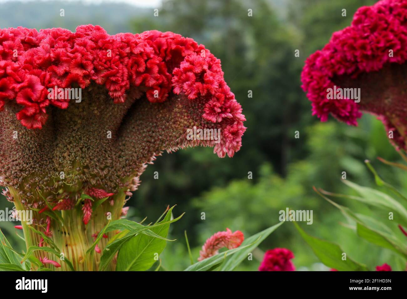 Celosia Cristata Cockscomb High Resolution Stock Photography and Images ...