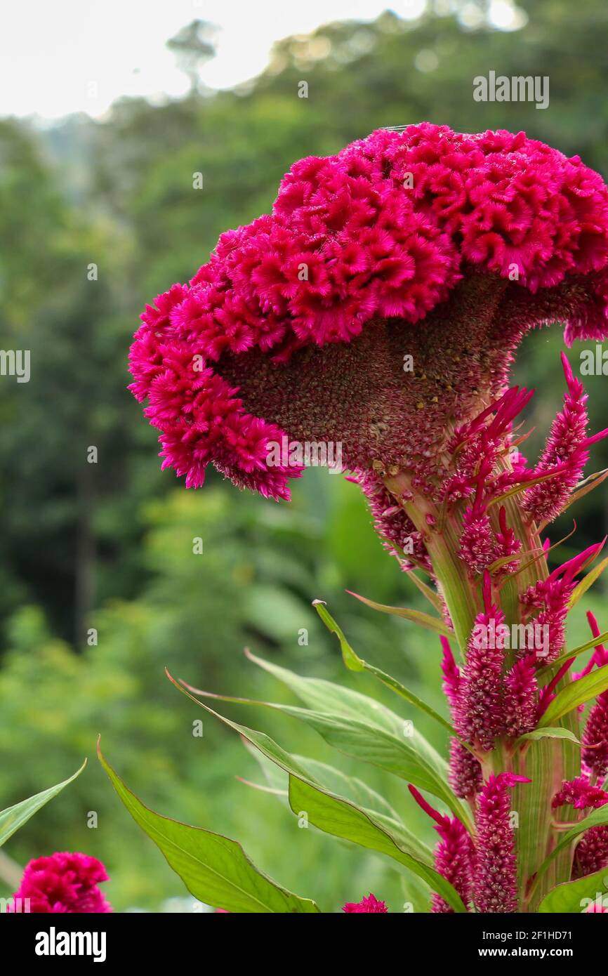 Celosia Cristata Cockscomb High Resolution Stock Photography and Images ...