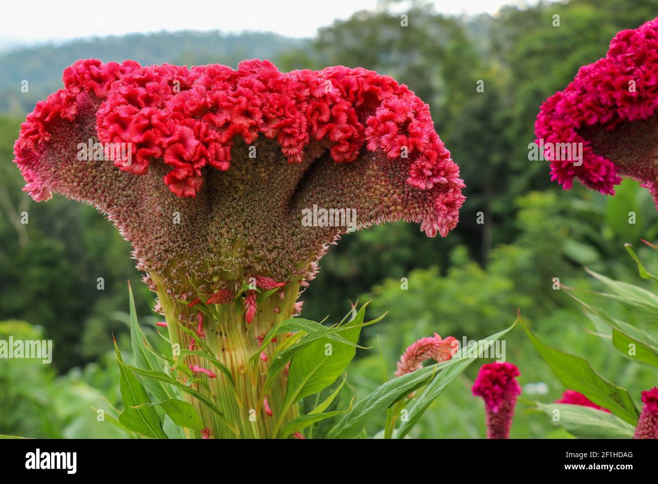 Celosia Cristata Cockscomb High Resolution Stock Photography and Images ...