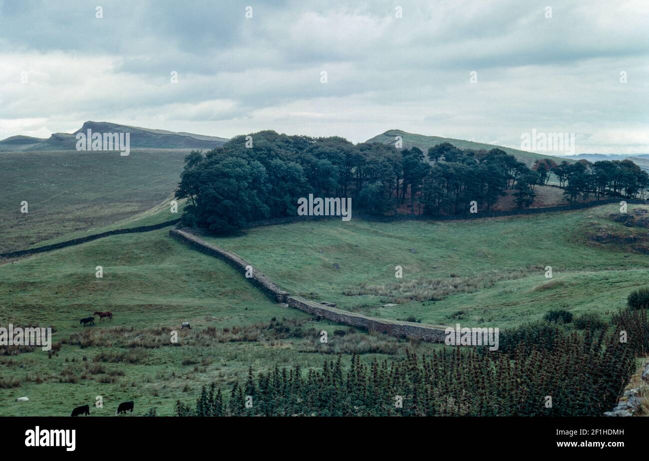 Remains of a Roman defensive fortification known as Hadrian’s Wall ...
