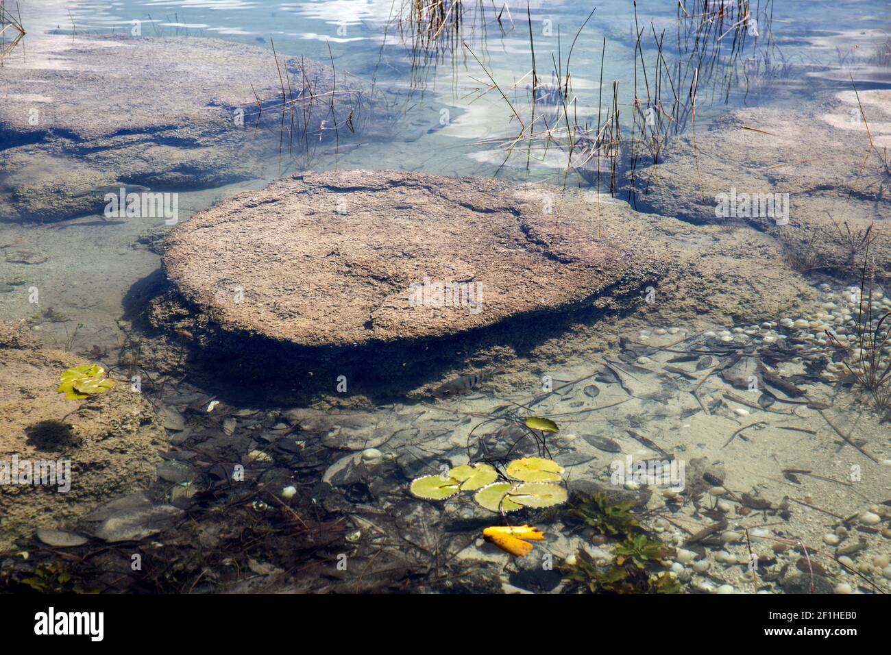 Microbial mats hi-res stock photography and images - Alamy