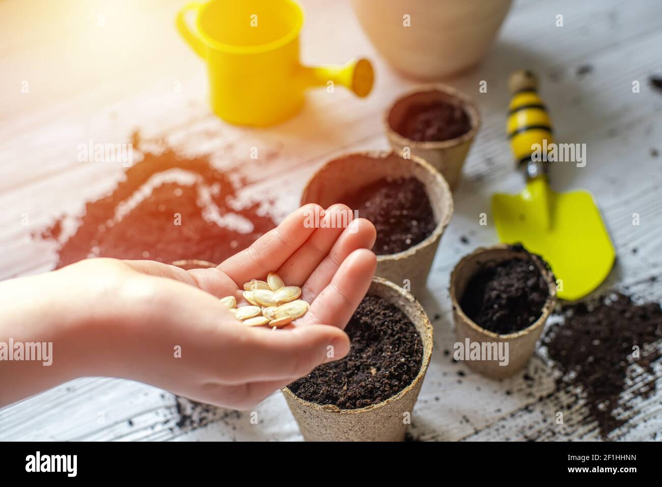 Hands of a small child planted seeds at home. Seeds of courgette or ...