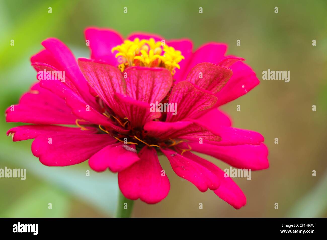 Side view close-up of Beautiful pink Zinnia flower with blurred green ...