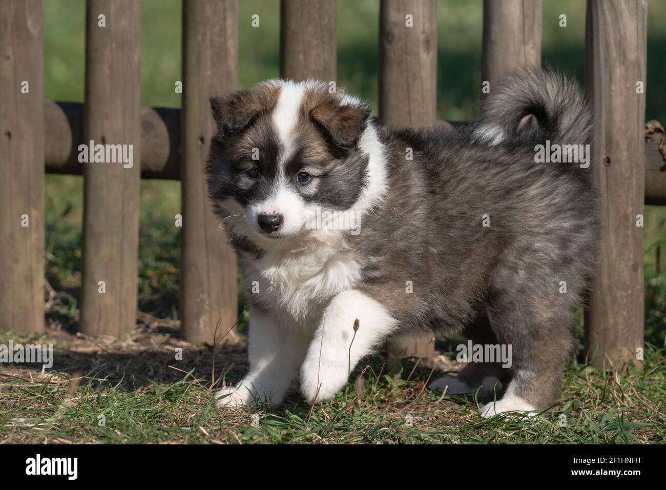 Puppy of icelandic sheepdogs (1 Stock Photo - Alamy