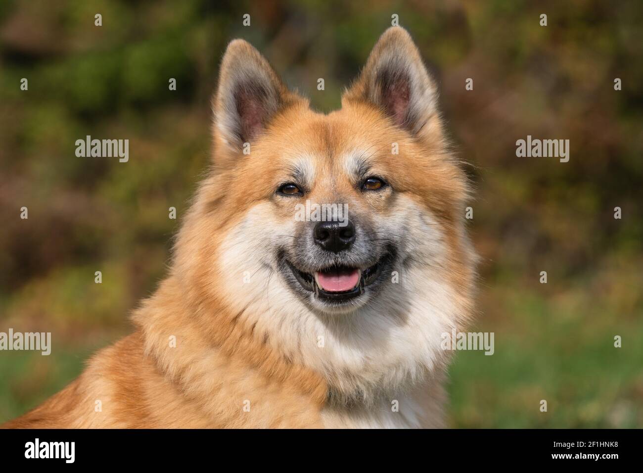 Female sheepdog hi-res stock photography and images - Alamy