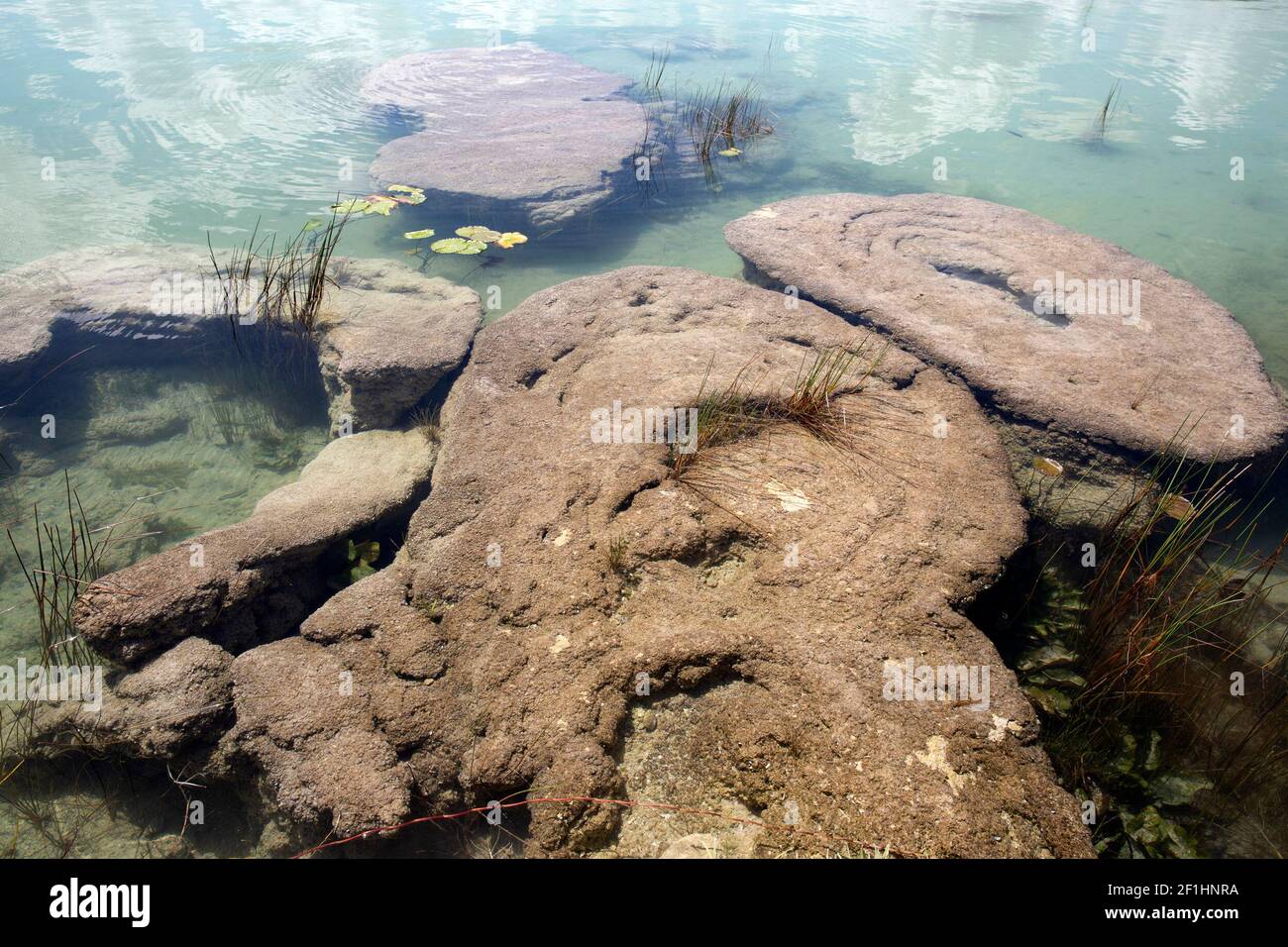 Cyanobacteria fossil hi-res stock photography and images - Alamy