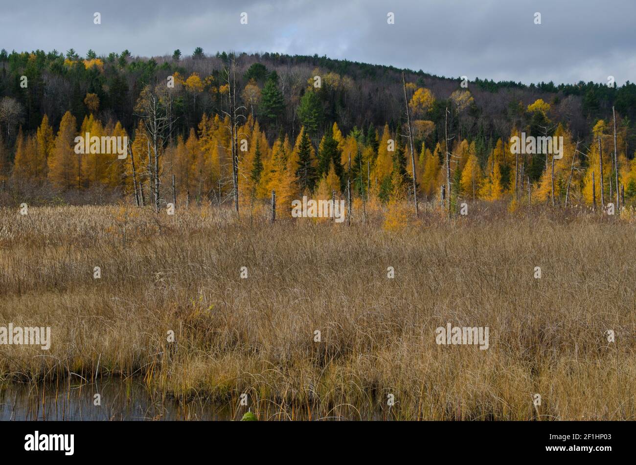 Marshfield hi-res stock photography and images - Alamy