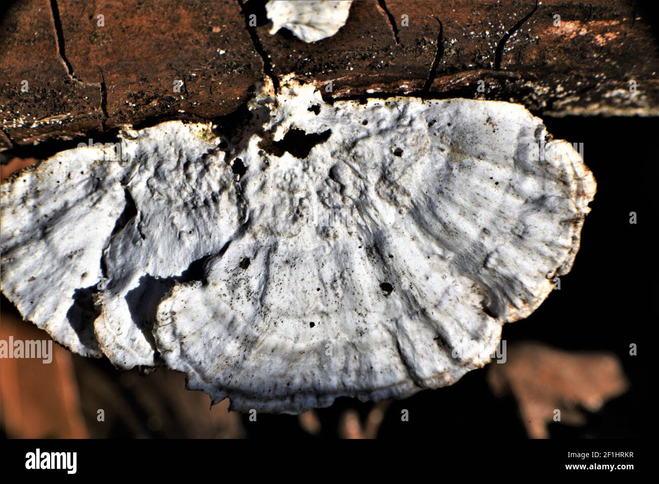 White tree fungus growing on dead tree branches Stock Photo - Alamy