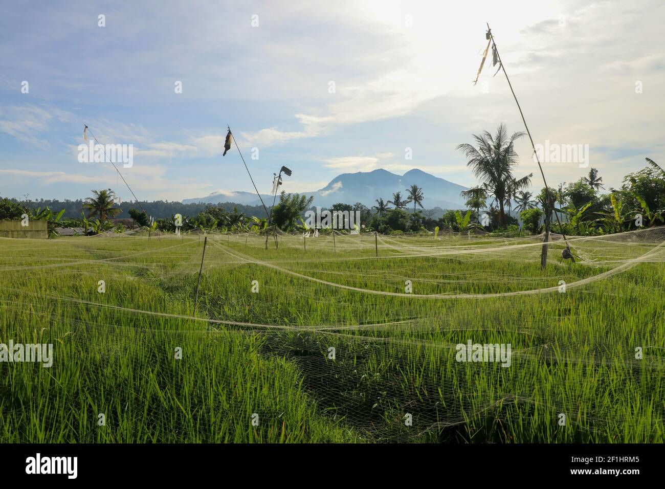 view of the nets above the rice fields to prevent insect attacks so ...