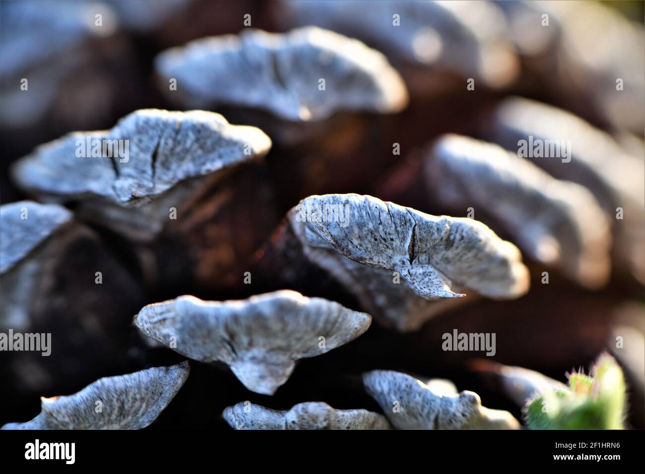 Pine cone scale Stock Photo - Alamy
