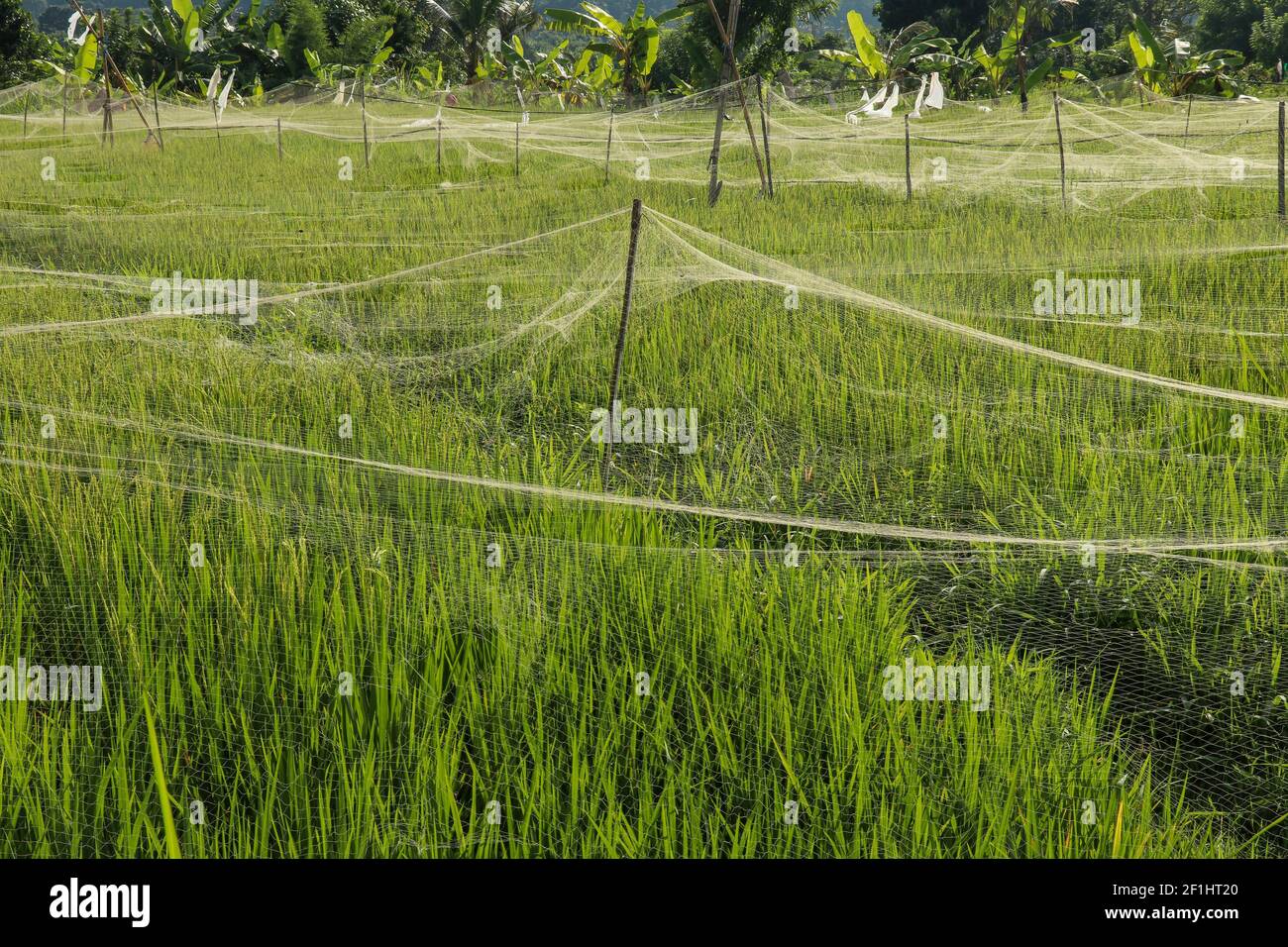 rice paddy field covering with net for preventing birds. The rice in ...