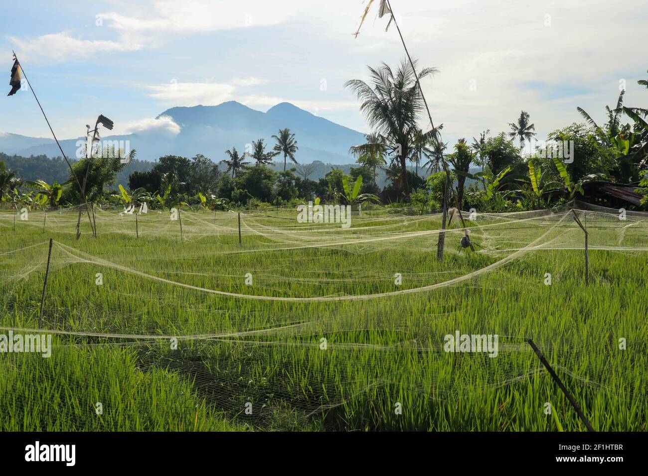 rice paddy field covering with net for preventing birds. The rice in ...
