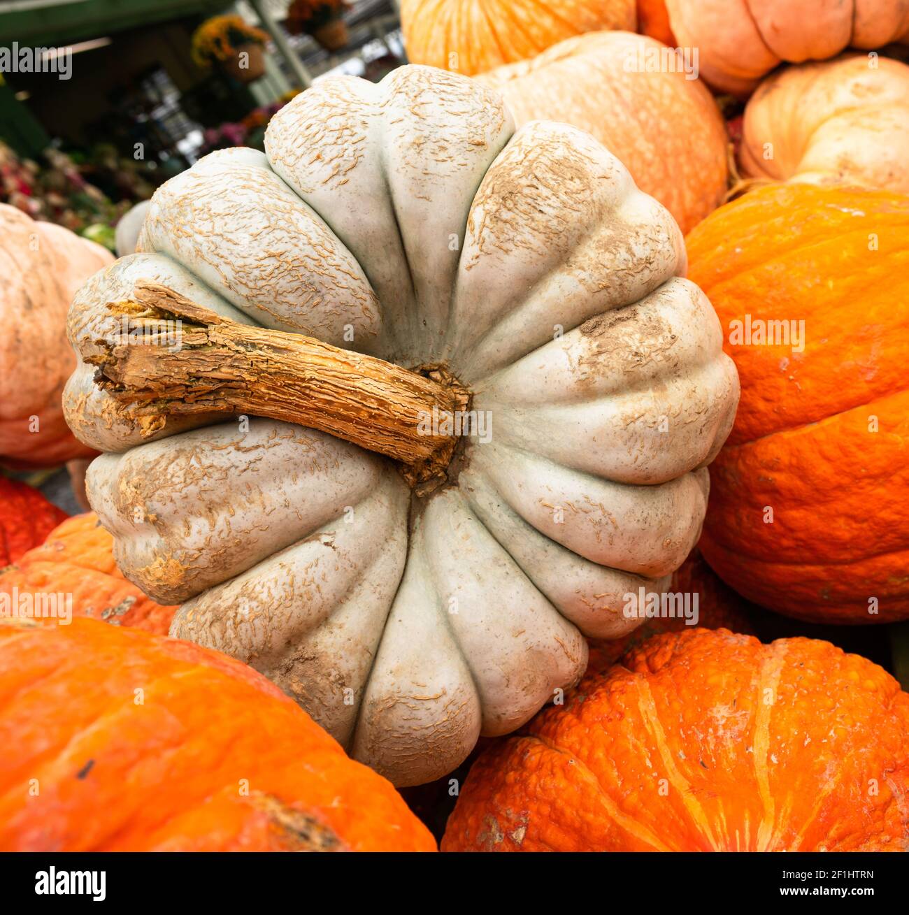 Pumkins and Gourds Piled up in a Traditional Fall Produce Display Stock ...