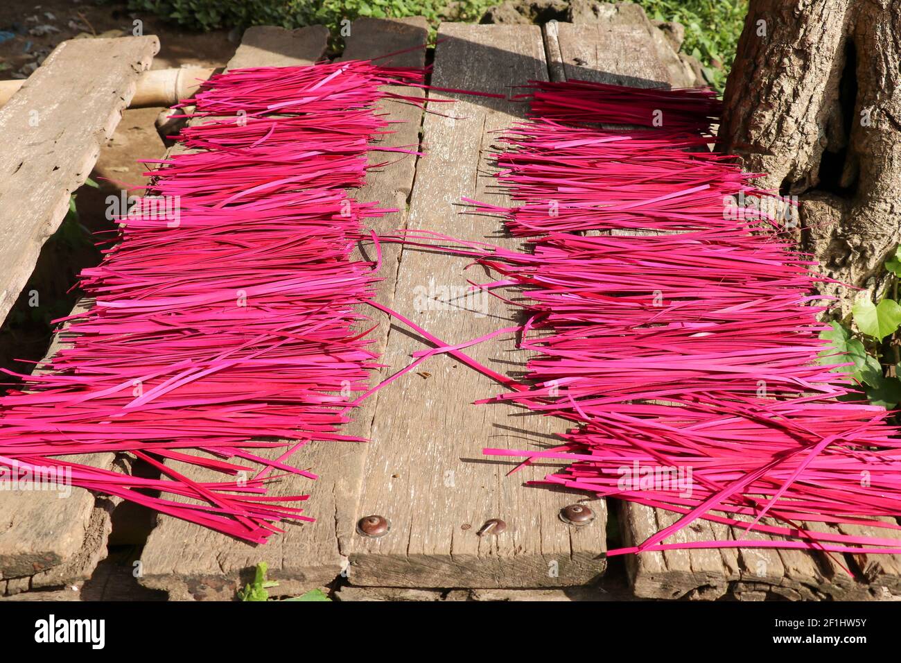 Colored reed stalks for Hindu offerings and ceremonies. Pink colored ...