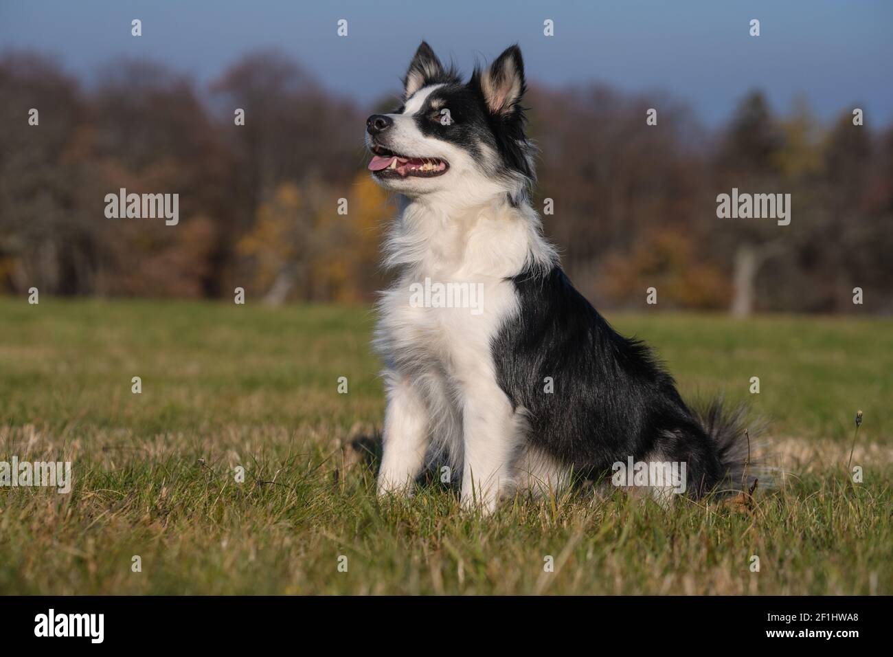 Icelandic dogs hi-res stock photography and images - Alamy