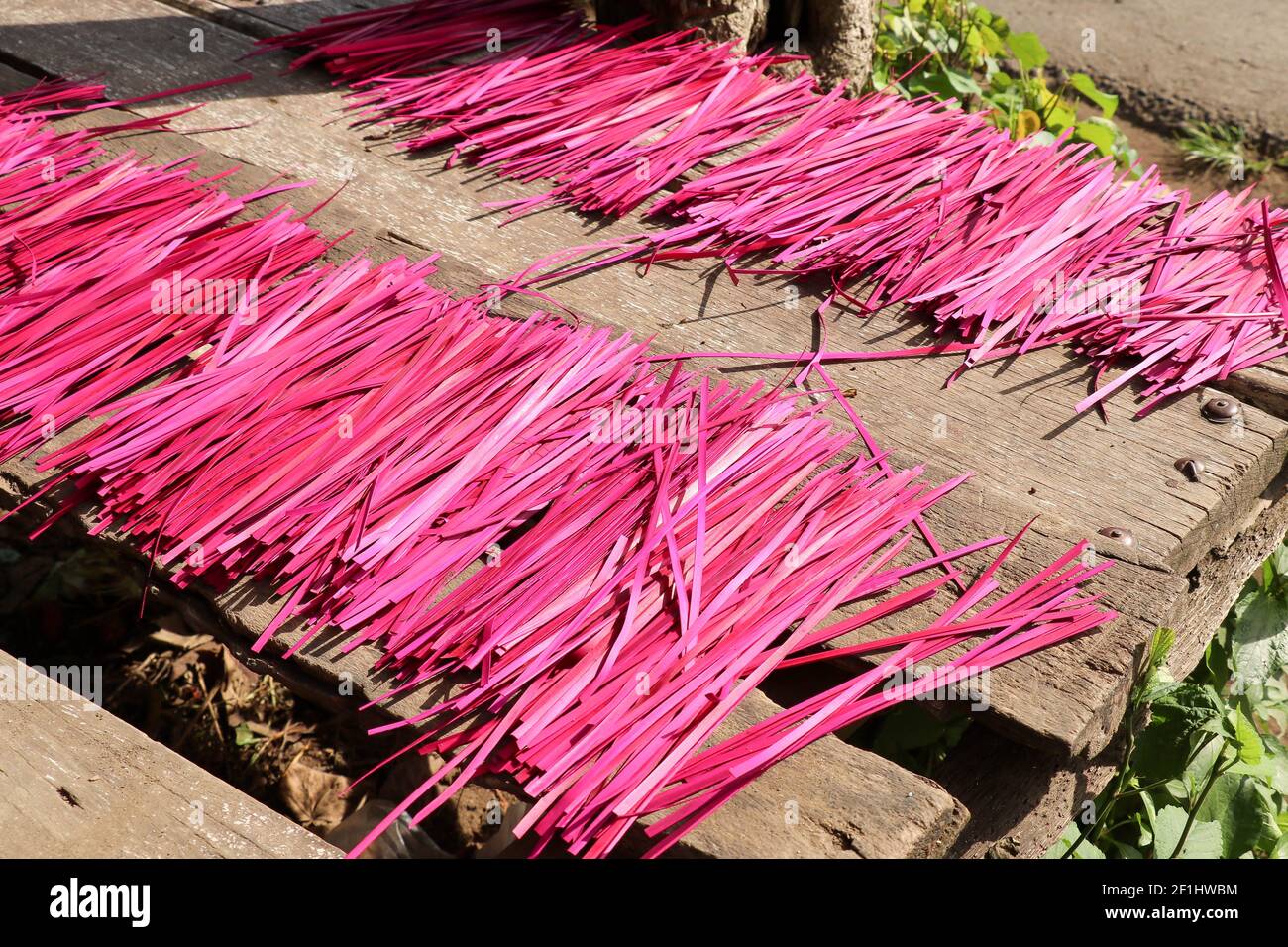 Colored reed stalks for Hindu offerings and ceremonies. Pink colored ...