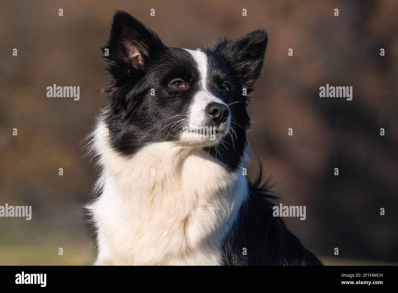 Female sheepdog hi-res stock photography and images - Alamy