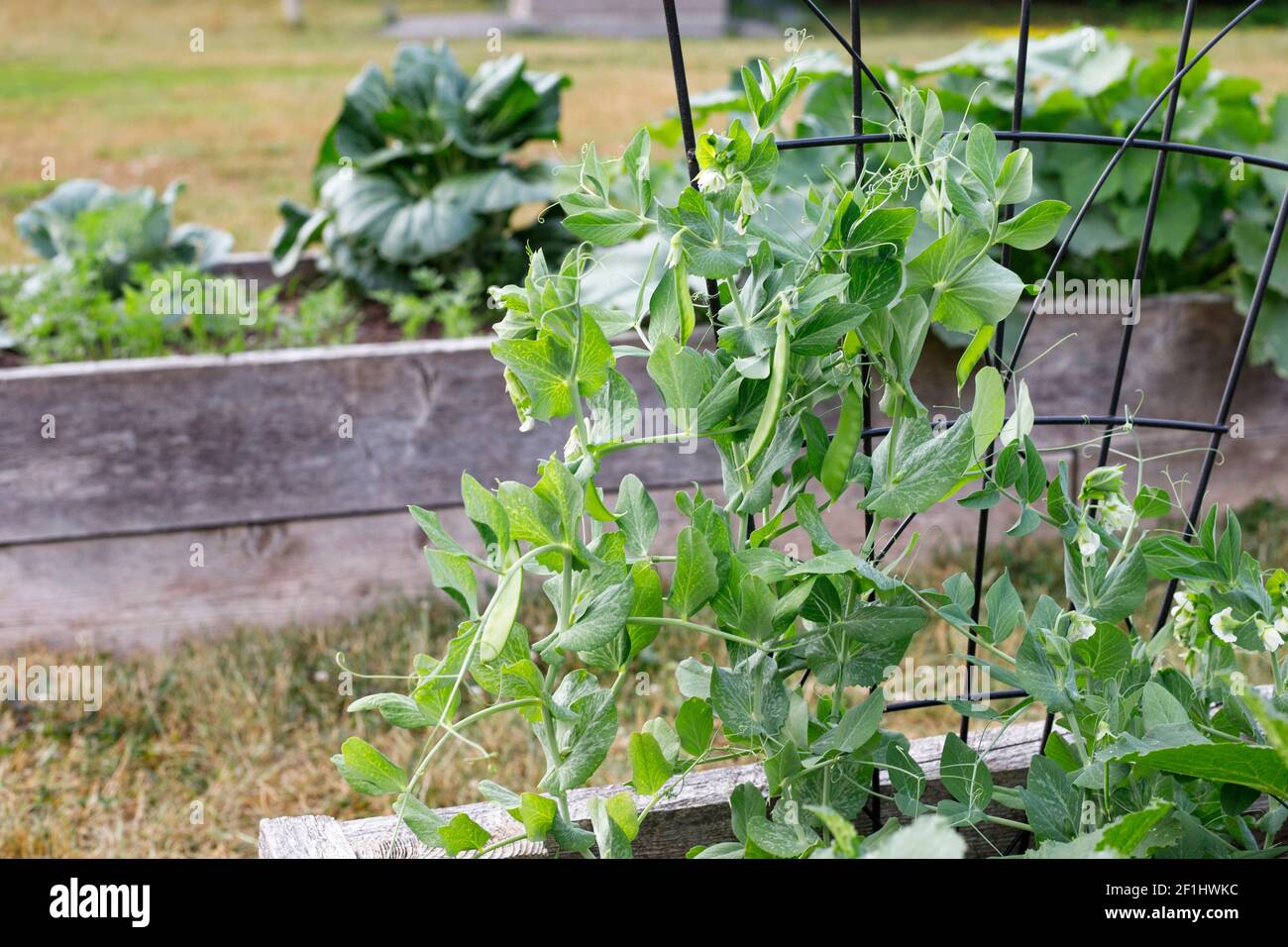 Community garden in the local park. Vegetables growing in boxes Stock ...
