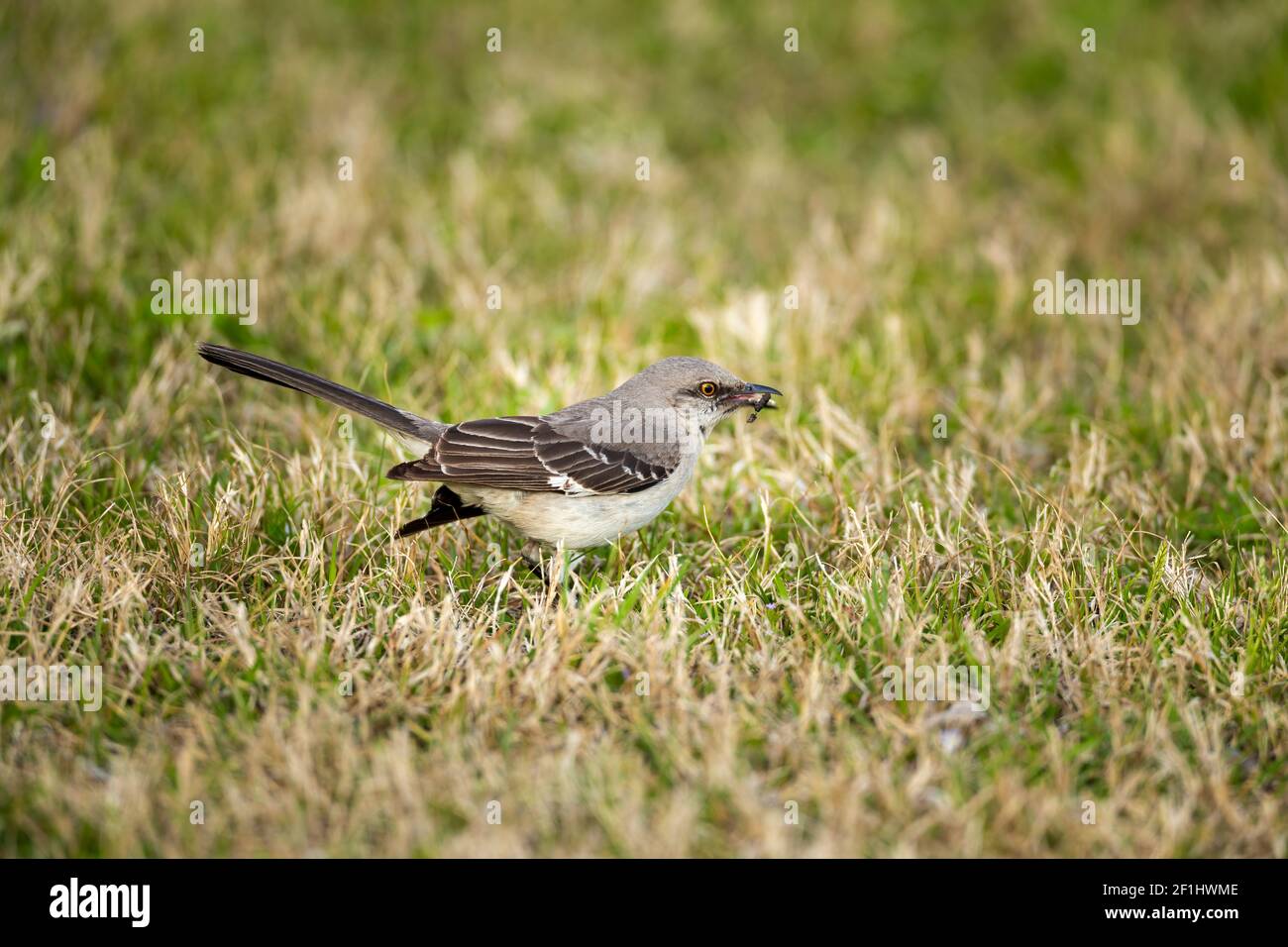 Northern mockingbird ground hi-res stock photography and images - Alamy
